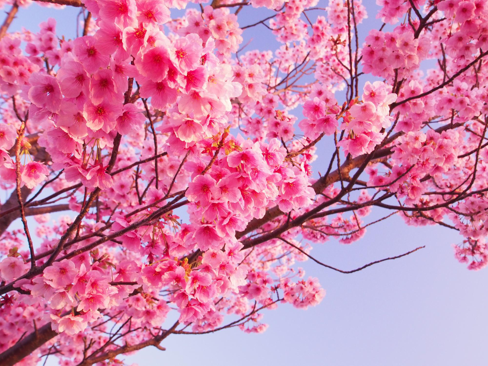Experience The Magical Cherry Blossom Festival In Japan Travelspoc